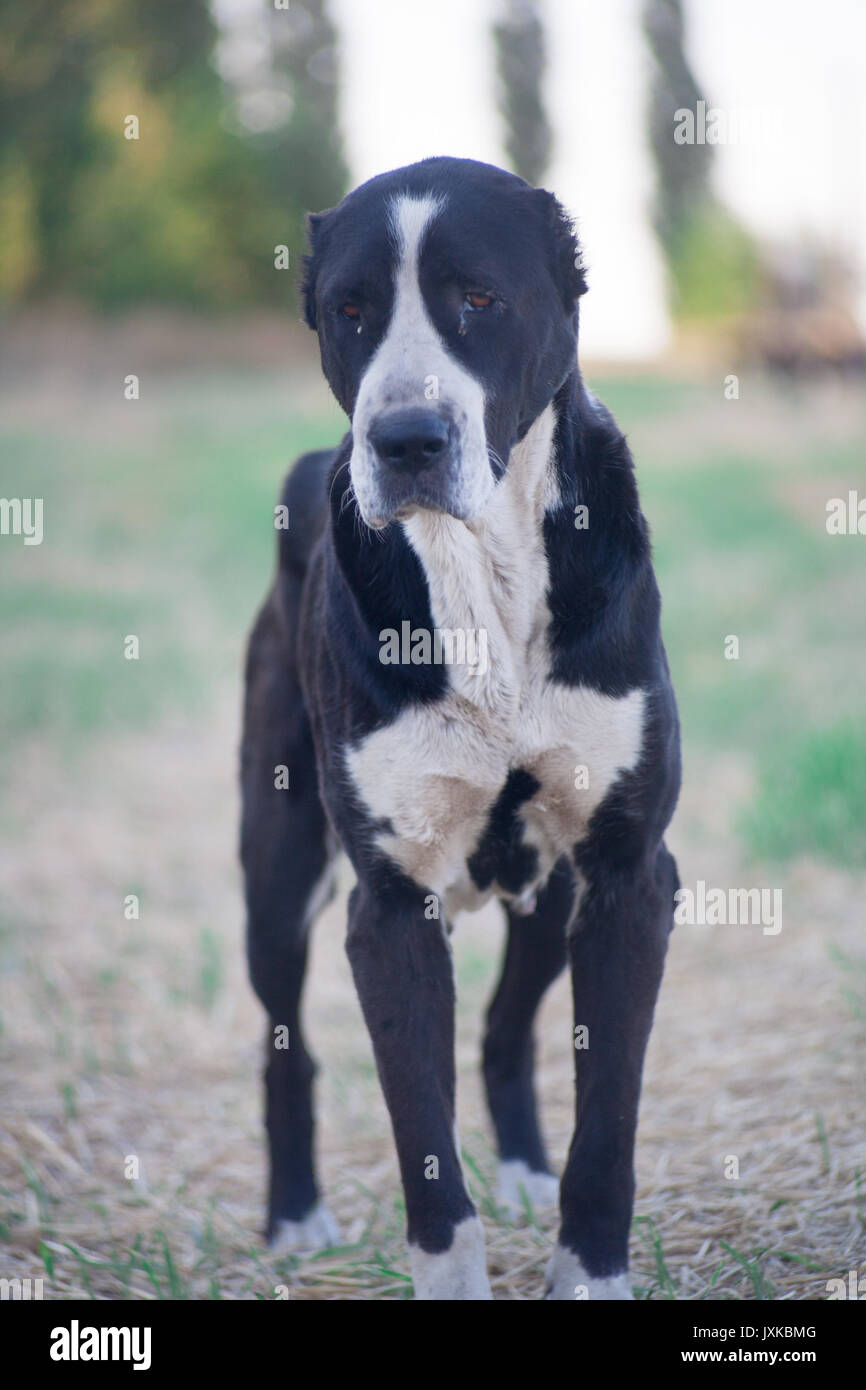 Pastore dell’asia centrale immagini e fotografie stock ad alta ...