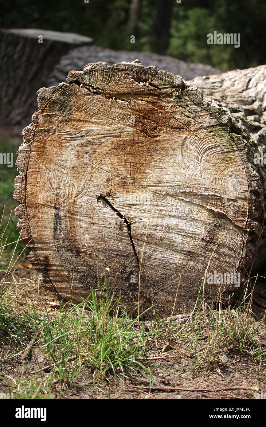 Tronco di albero tagliato e gettato a terra Foto stock - Alamy