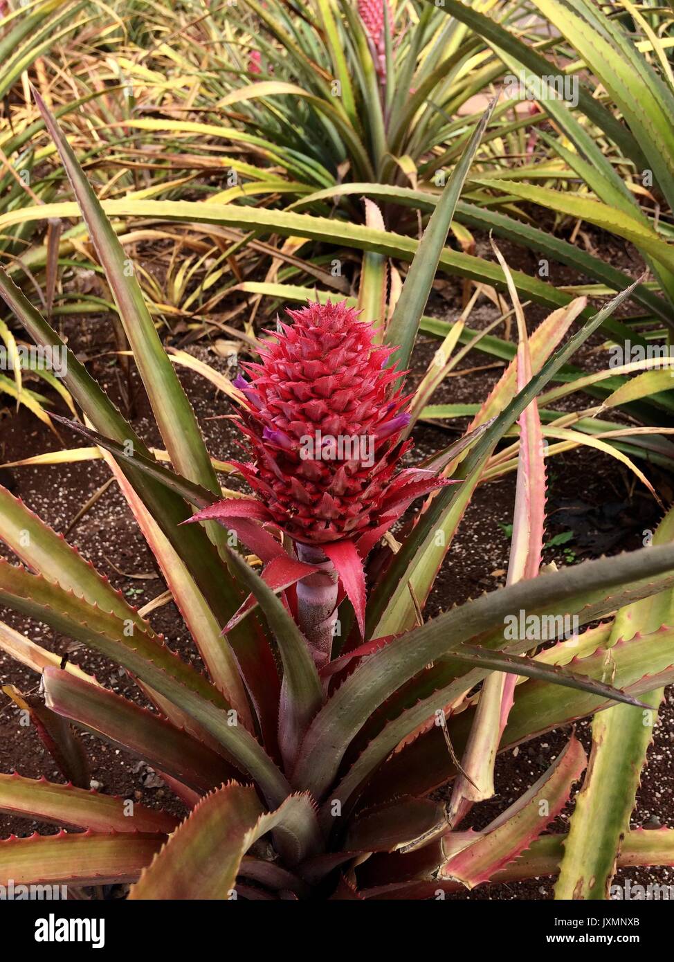 Giardino di ananas dole immagini e fotografie stock ad alta risoluzione ...