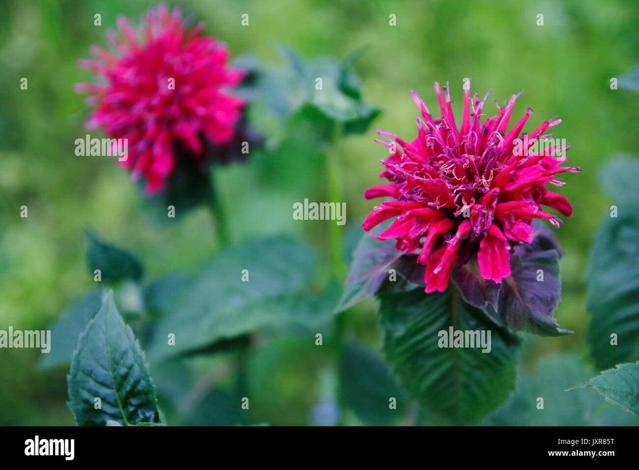 Wilde pflanzen immagini e fotografie stock ad alta risoluzione - Alamy