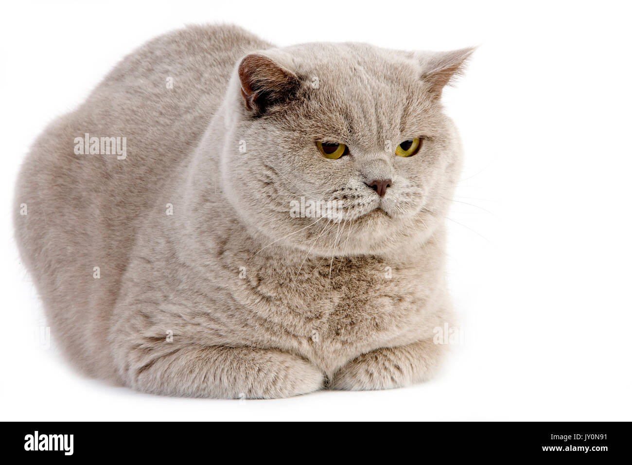 Gatto british shorthair lilla immagini e fotografie stock ad alta ...