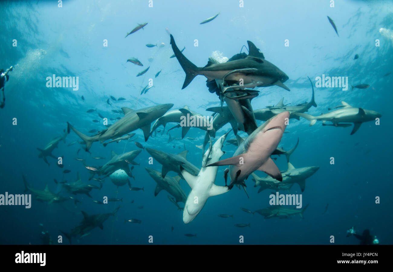 Banco Pesci Mare Immagini e Fotos Stock - Alamy