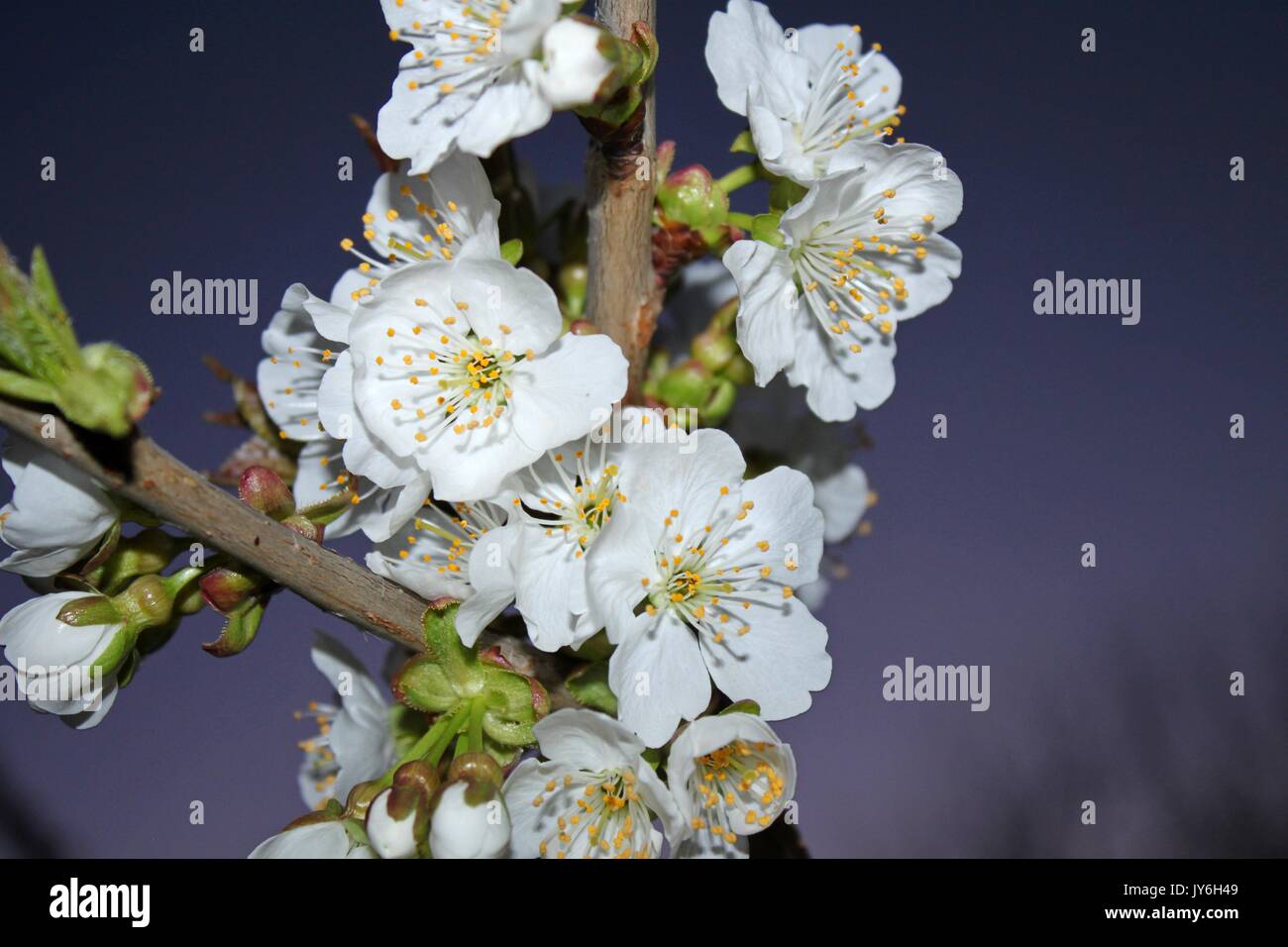 Ramo di fiori di ciliegio immagini e fotografie stock ad alta ...
