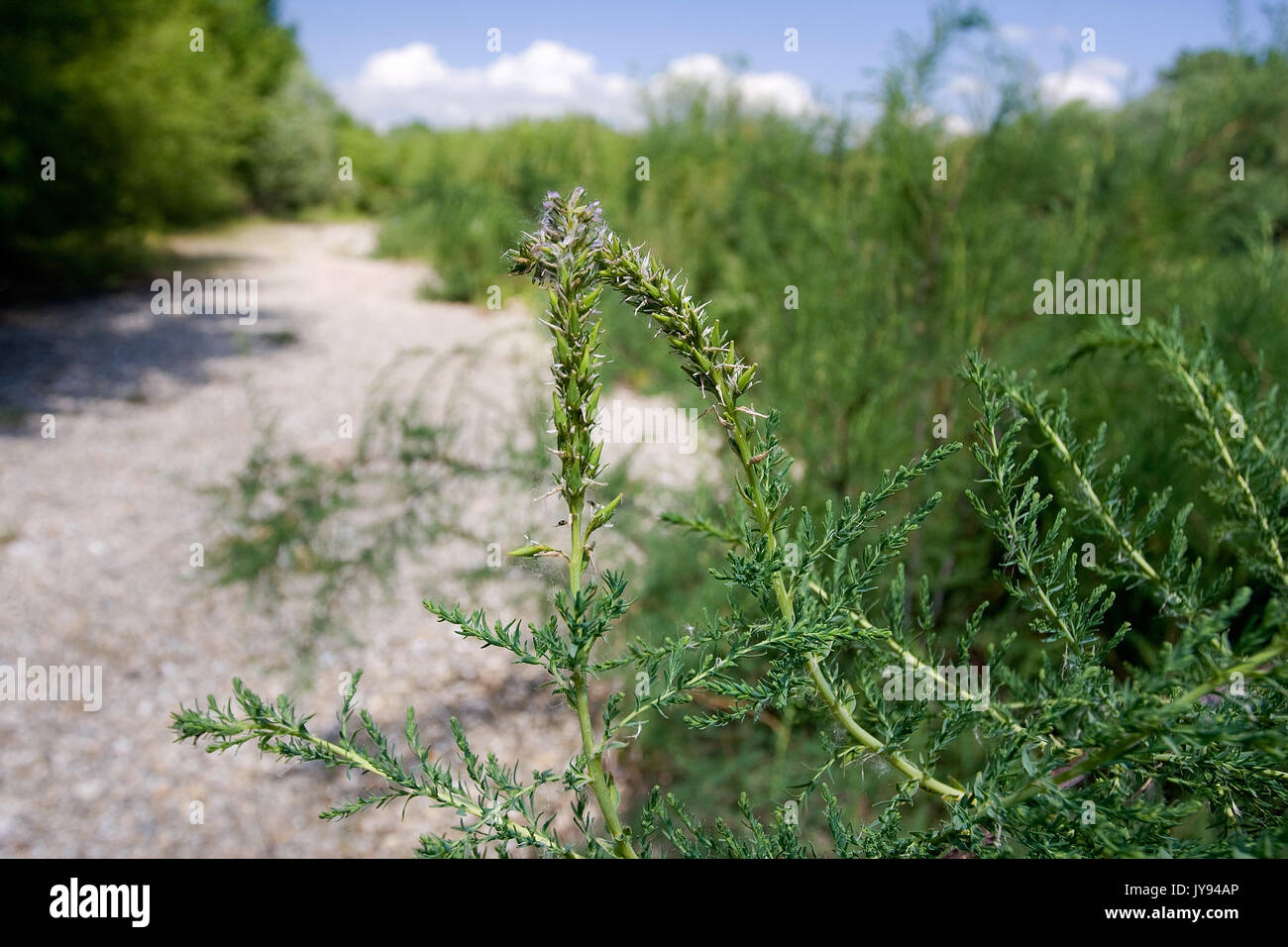 Pianta di tamerici immagini e fotografie stock ad alta risoluzione - Alamy