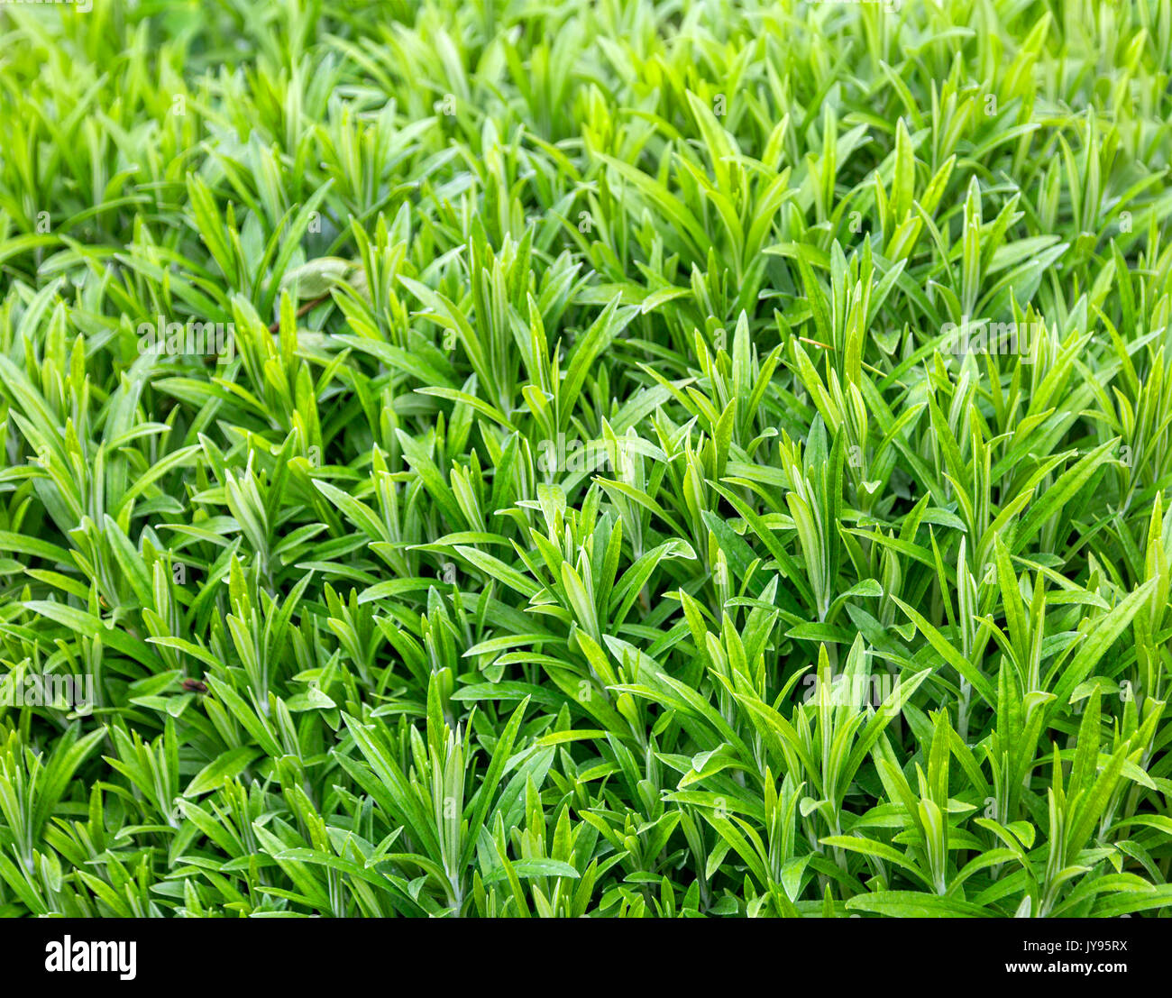 Sfondo di piante immagini e fotografie stock ad alta risoluzione - Alamy