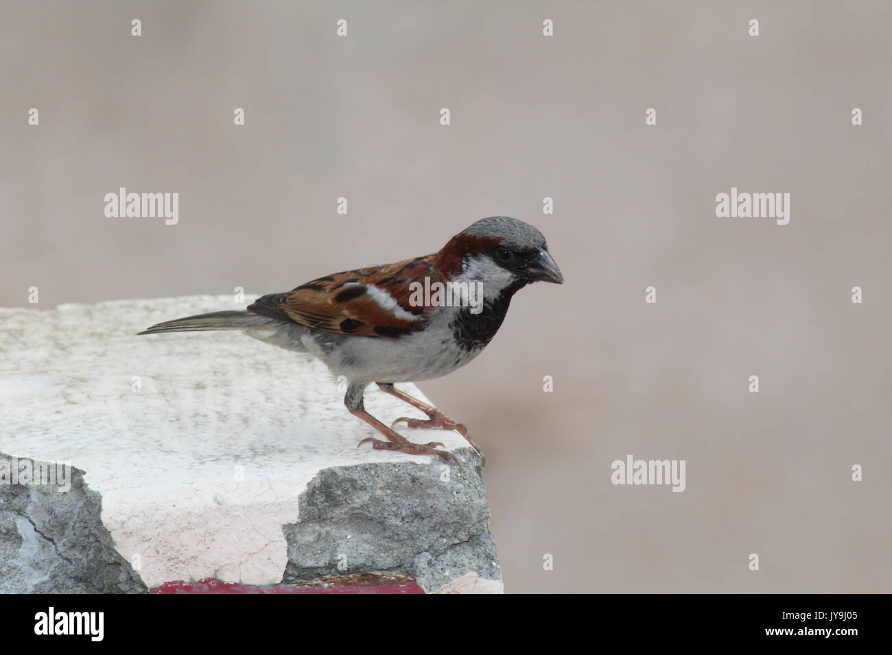 Primo piano del passero immagini e fotografie stock ad alta risoluzione ...