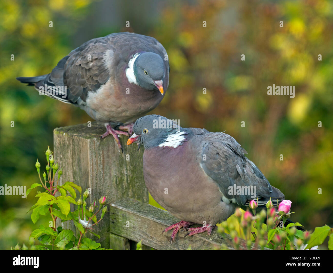 Columba palumbus corteggiamento immagini e fotografie stock ad alta ...