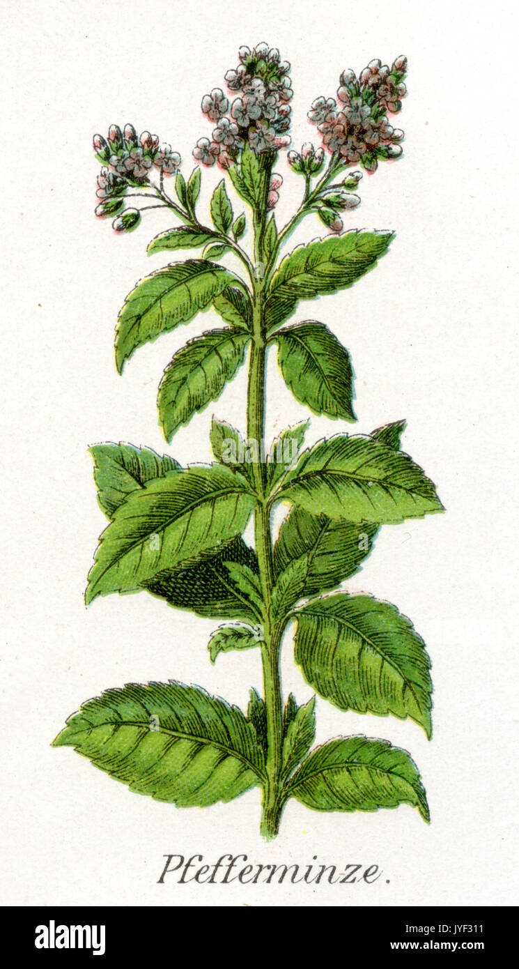 Illustrazione botanica di mentha piperita immagini e fotografie stock ...
