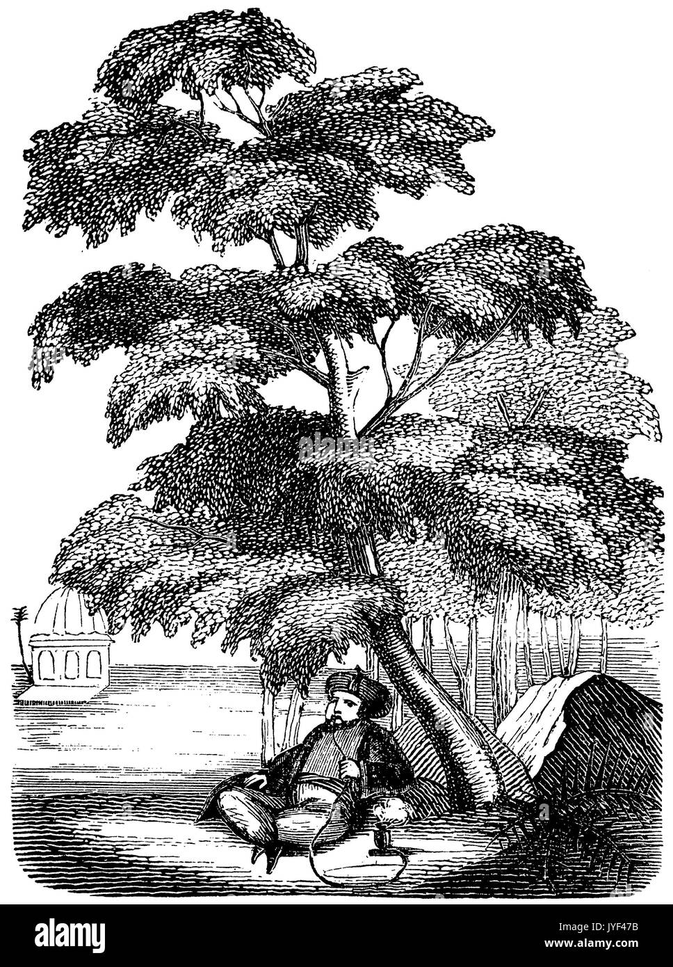 Albero di terebinto immagini e fotografie stock ad alta risoluzione - Alamy