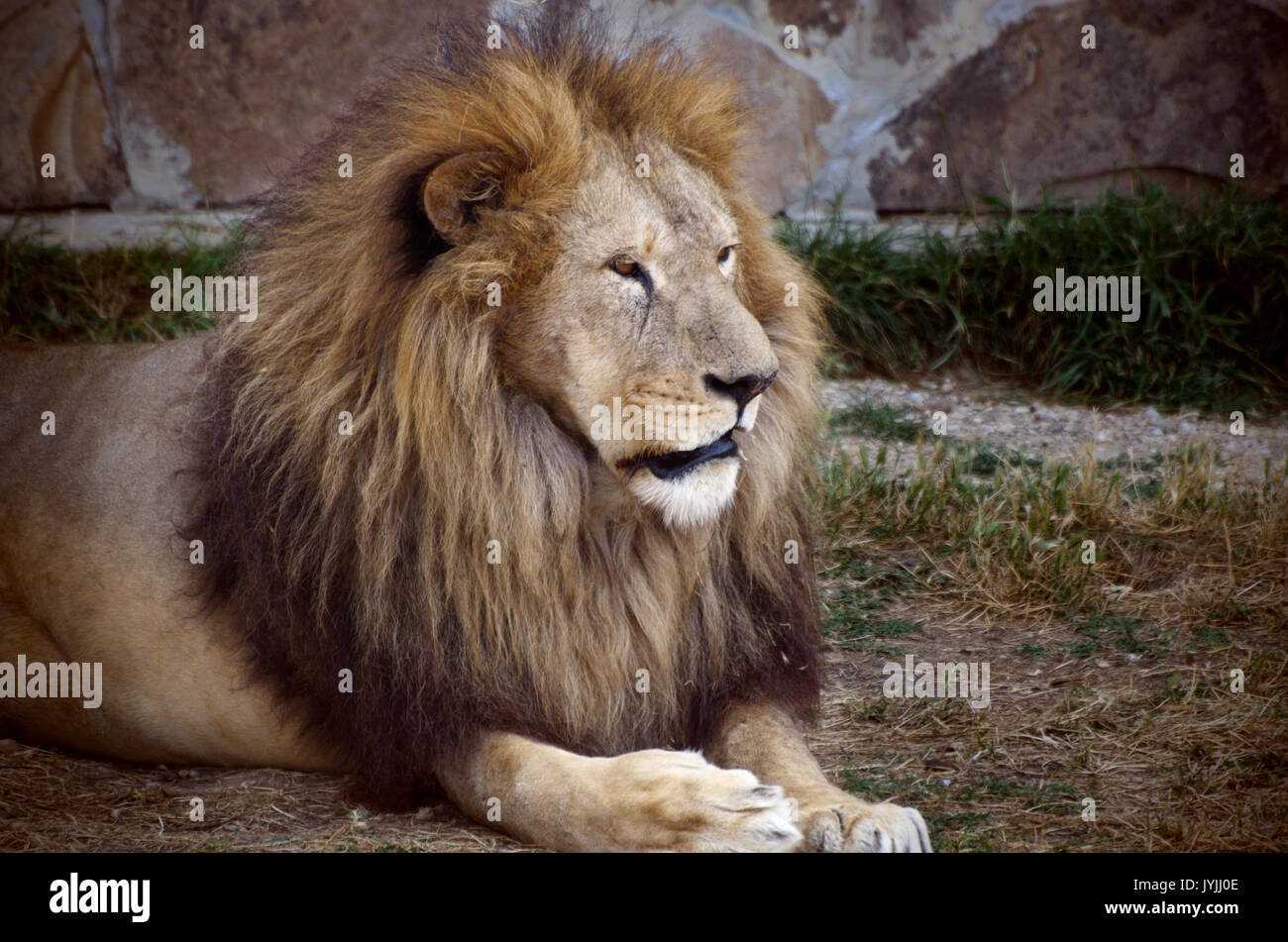 Leopardo Leone Immagini e Fotos Stock - Alamy