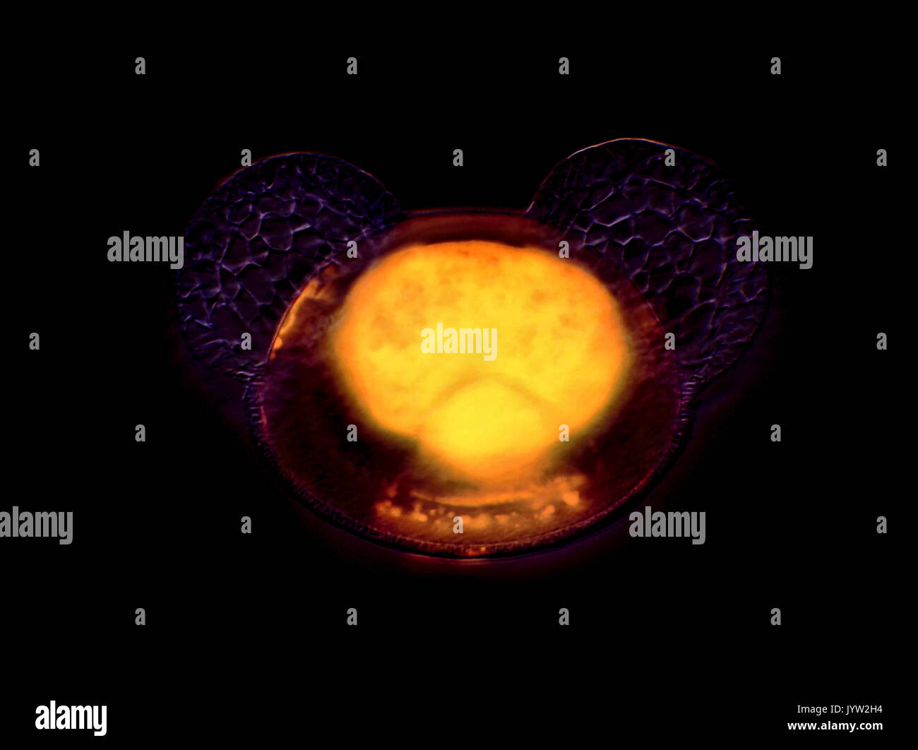 Polline microscopio ottico immagini e fotografie stock ad alta ...