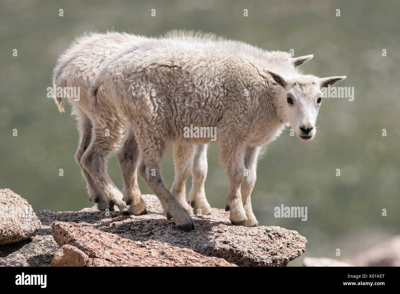 Montare la fauna selvatica di evans immagini e fotografie stock ad alta ...