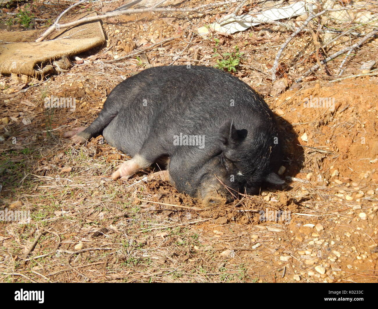 Pig in mud immagini e fotografie stock ad alta risoluzione - Alamy