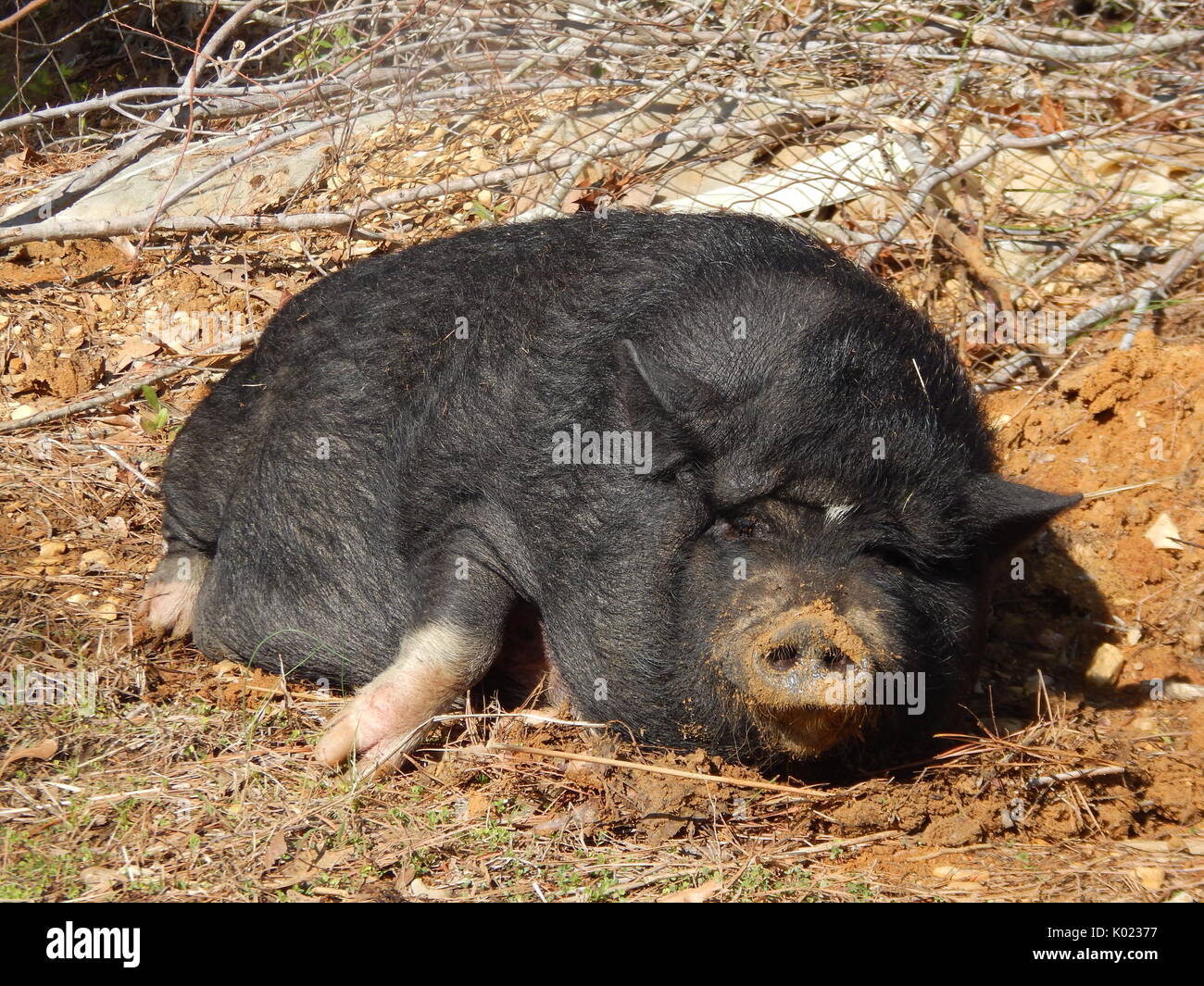 Pig in mud immagini e fotografie stock ad alta risoluzione - Alamy