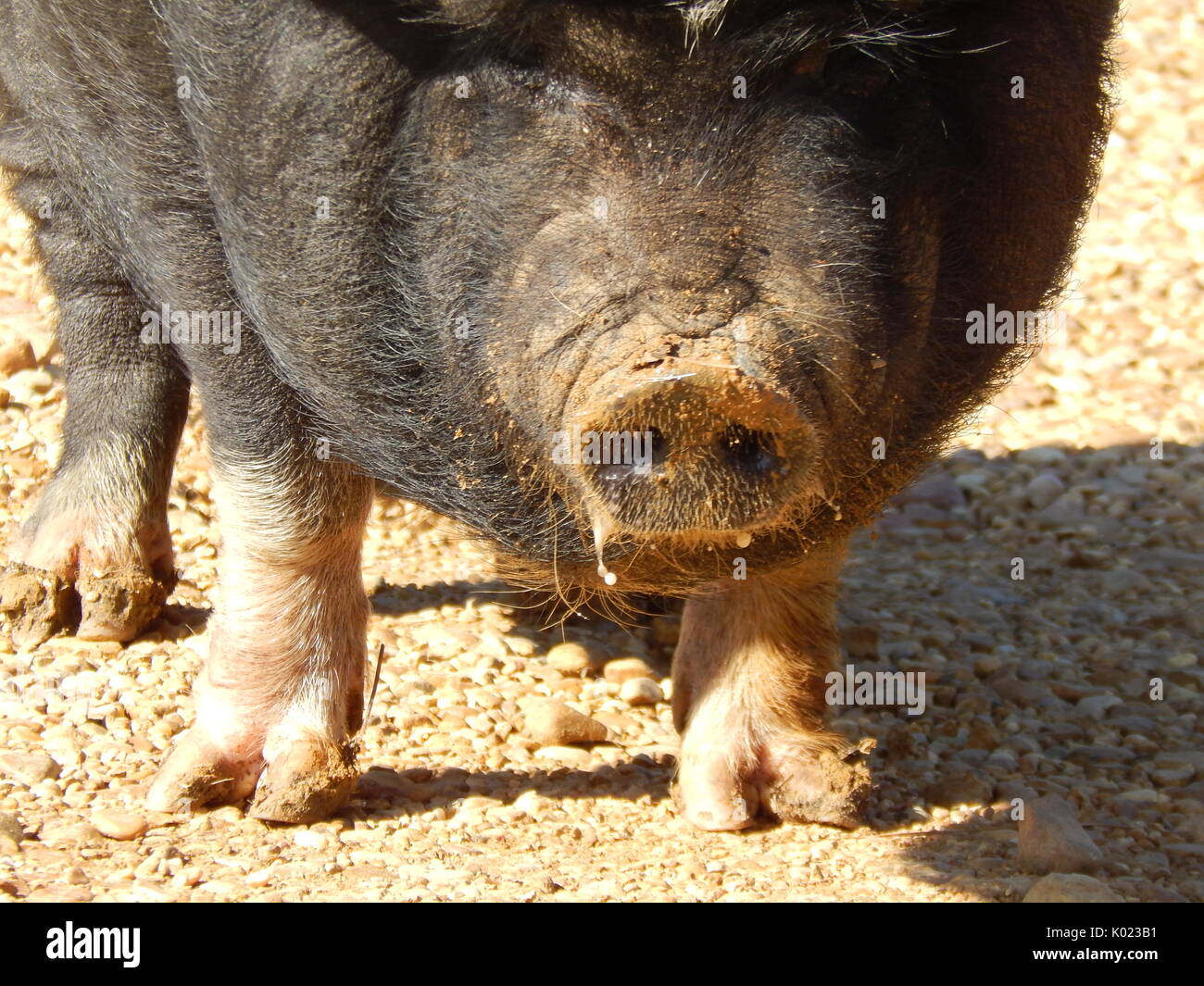 Pot belly pig immagini e fotografie stock ad alta risoluzione - Alamy