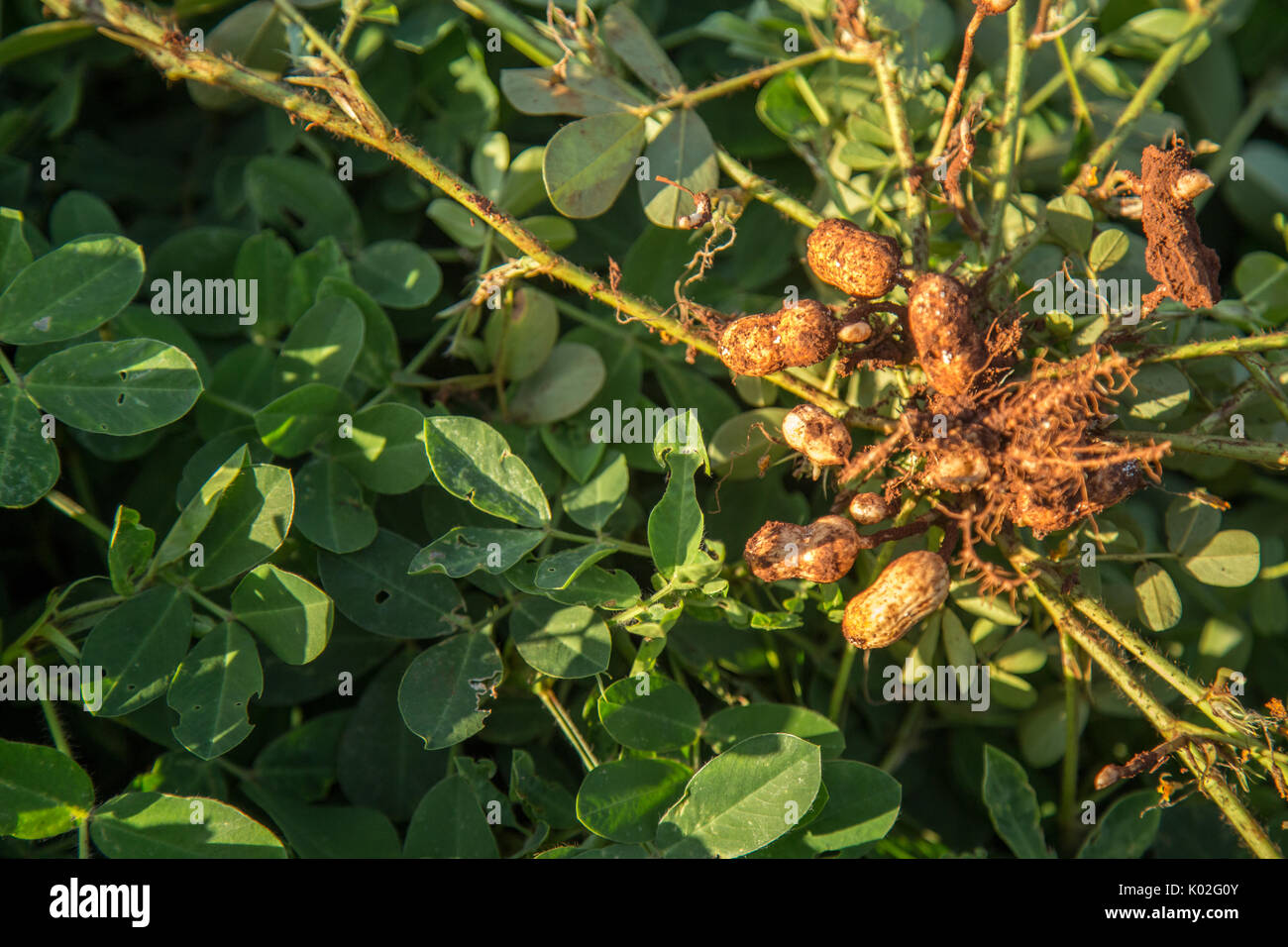 Pianta di arachidi immagini e fotografie stock ad alta risoluzione - Alamy