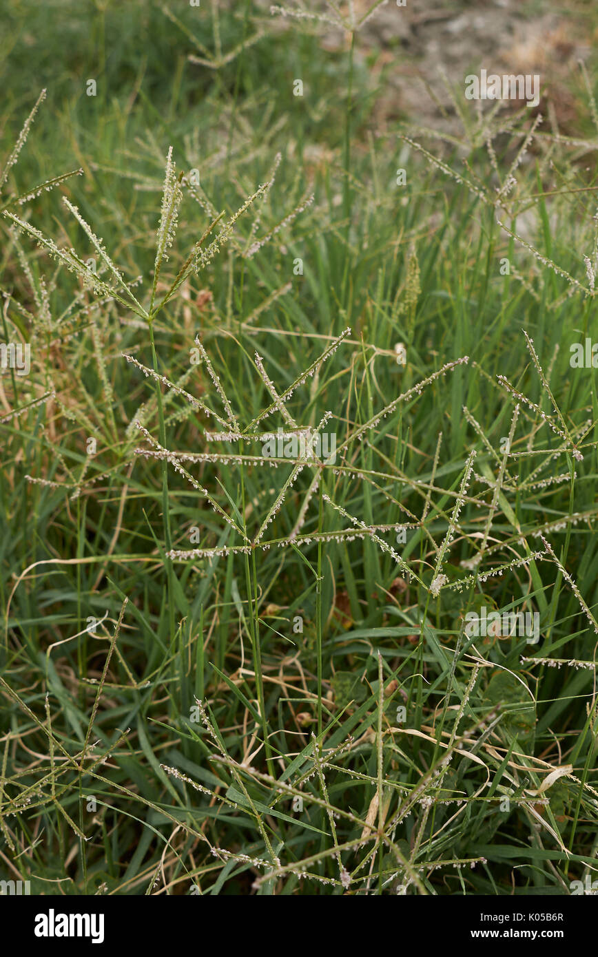 Cynodon dactylon immagini e fotografie stock ad alta risoluzione - Alamy