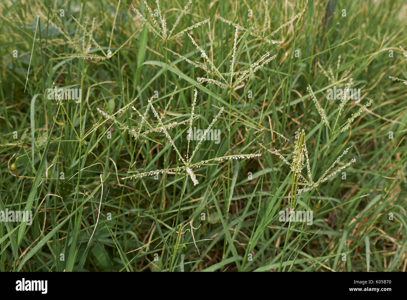 Cynodon dactylon immagini e fotografie stock ad alta risoluzione - Alamy