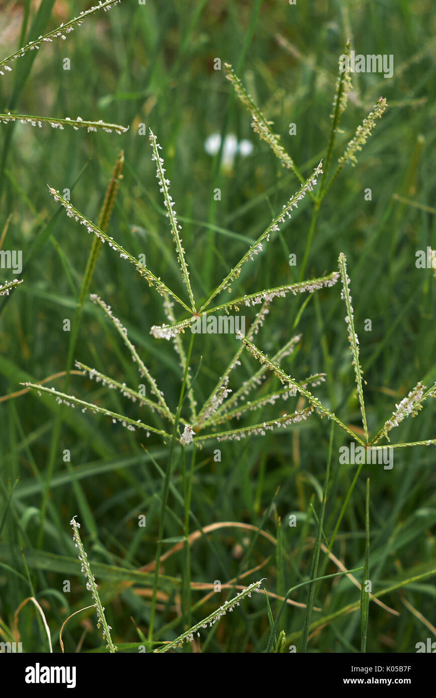 Cynodon dactylon immagini e fotografie stock ad alta risoluzione - Alamy