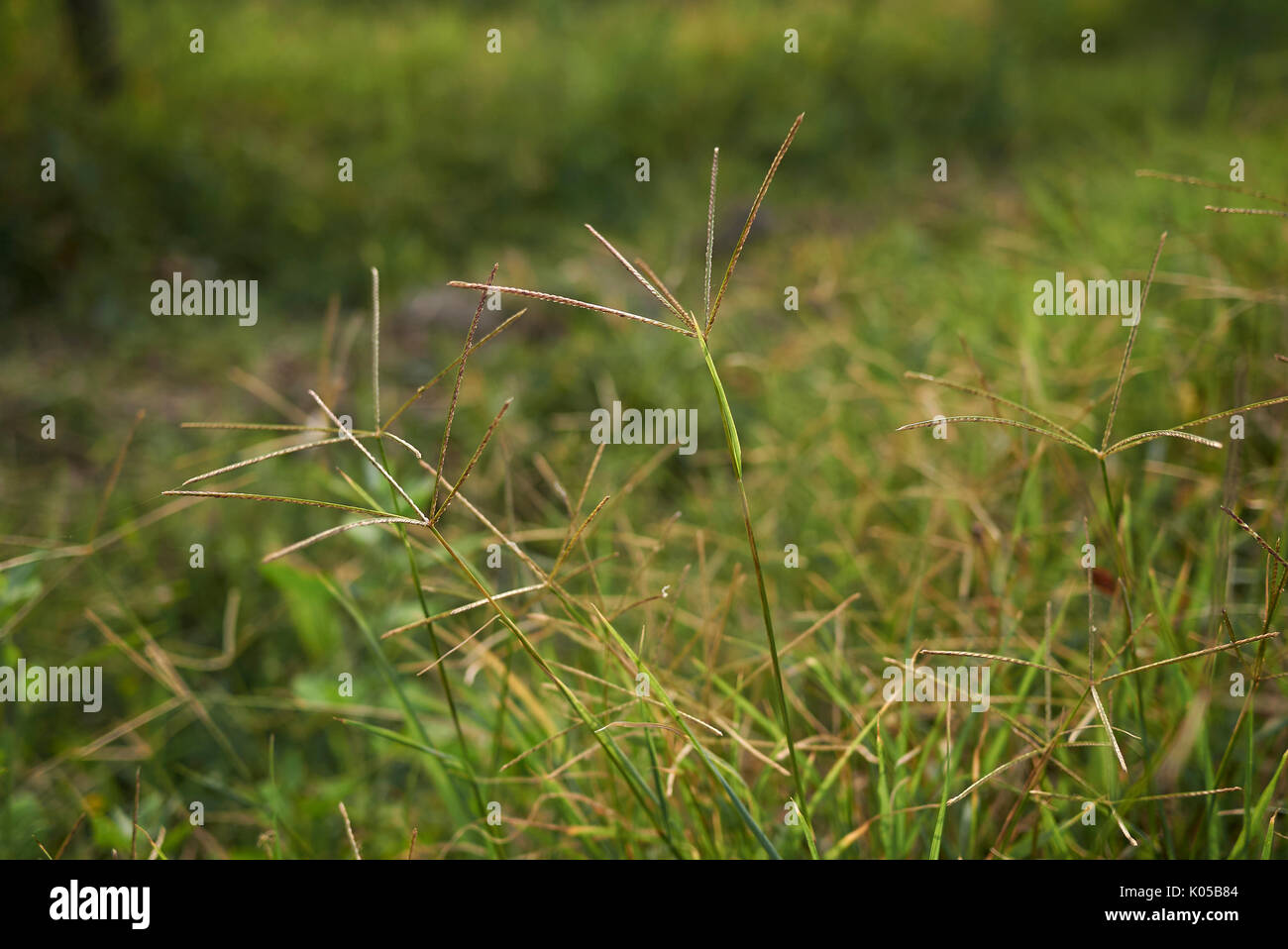Bermuda grass cynodon dactylon grass immagini e fotografie stock ad ...