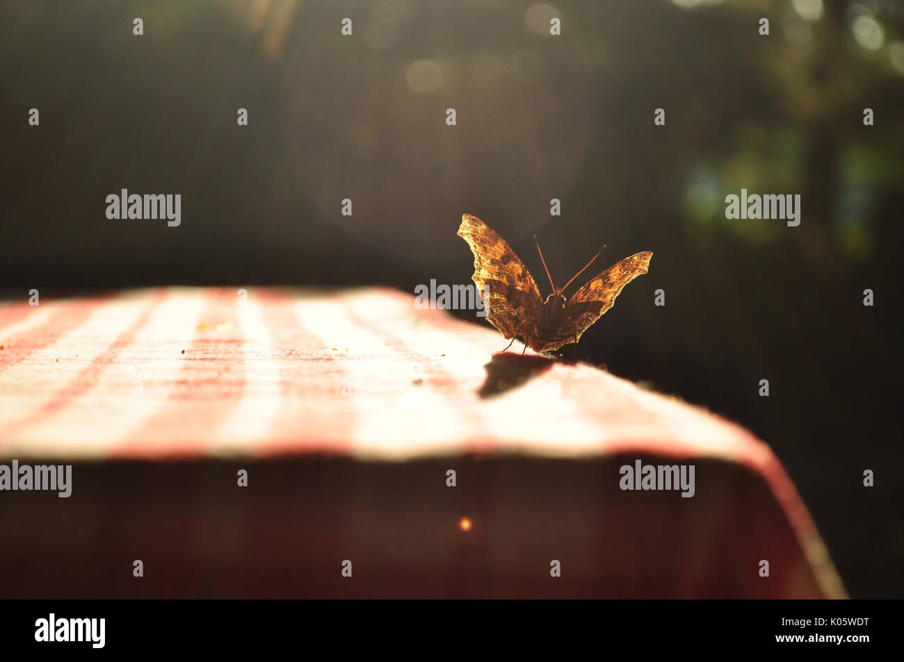 Falena geometra a forma di curva immagini e fotografie stock ad alta ...