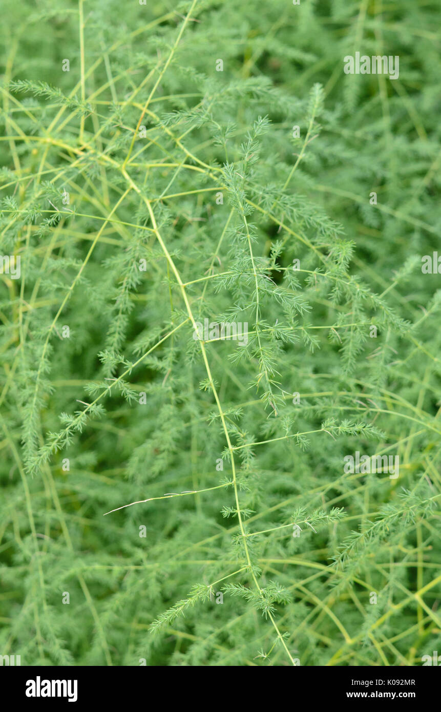 Pianta di asparagi officinalis immagini e fotografie stock ad alta ...