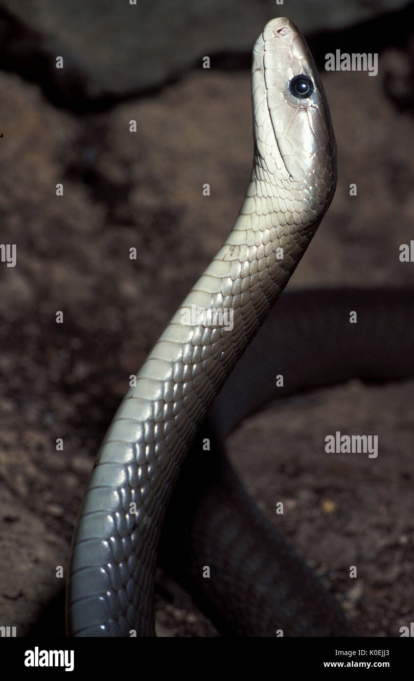 Mamba nero immagini e fotografie stock ad alta risoluzione - Alamy