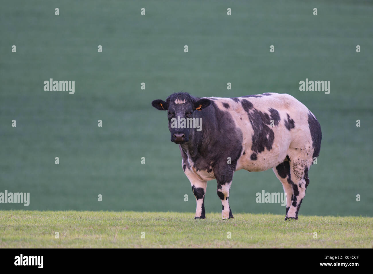 Belgian blue cow immagini e fotografie stock ad alta risoluzione - Alamy