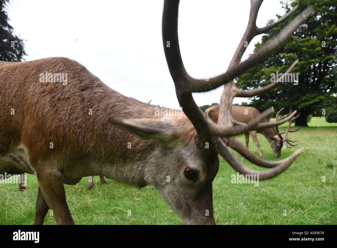 Cervo della sala dei cervi immagini e fotografie stock ad alta ...