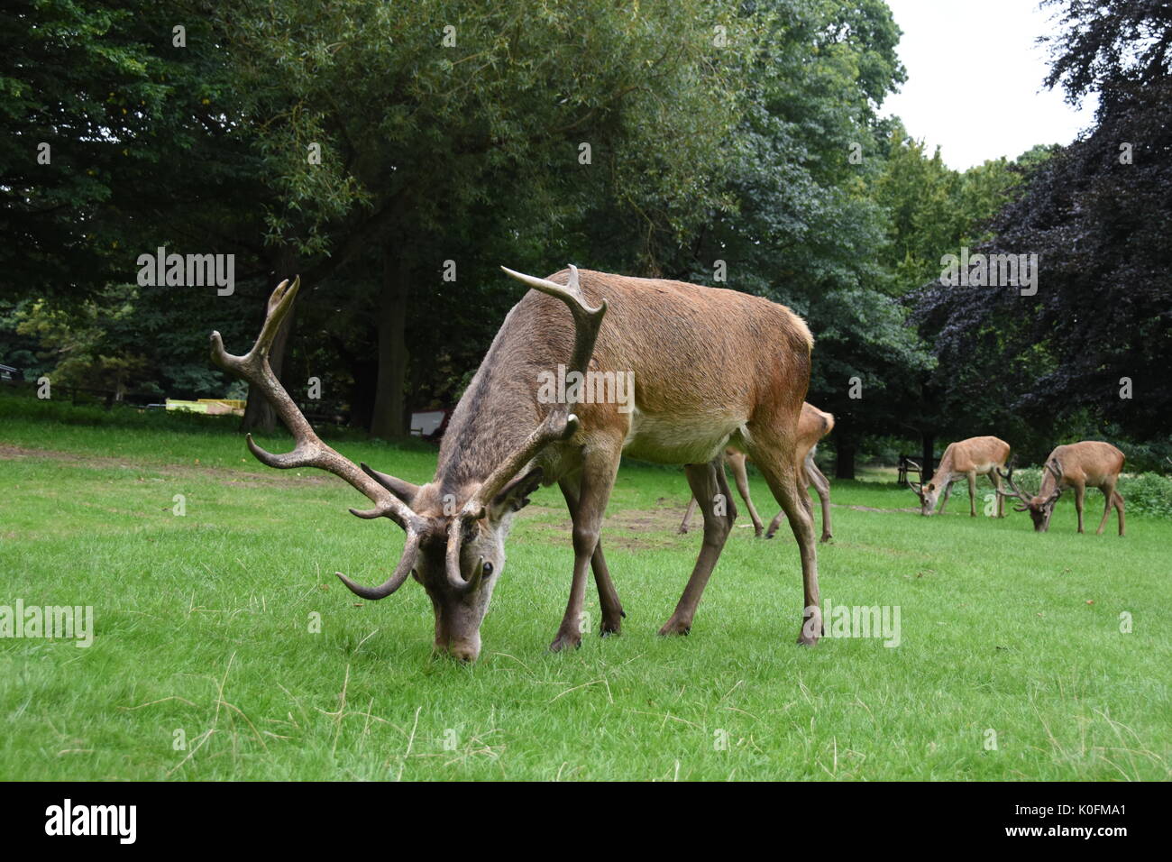 Cervo della sala dei cervi immagini e fotografie stock ad alta ...