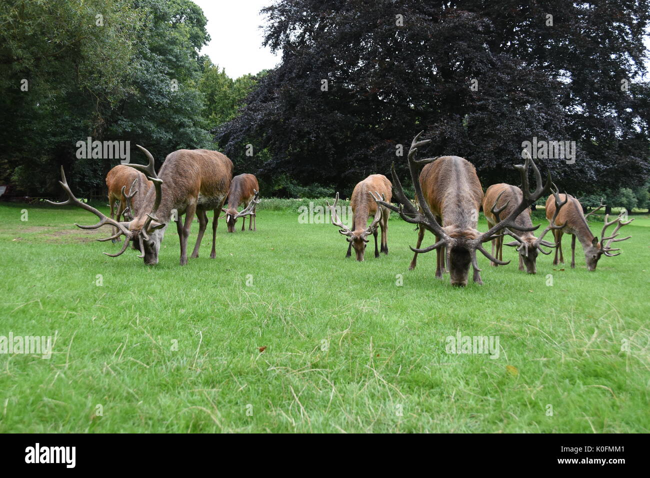 Cervo della sala dei cervi immagini e fotografie stock ad alta ...