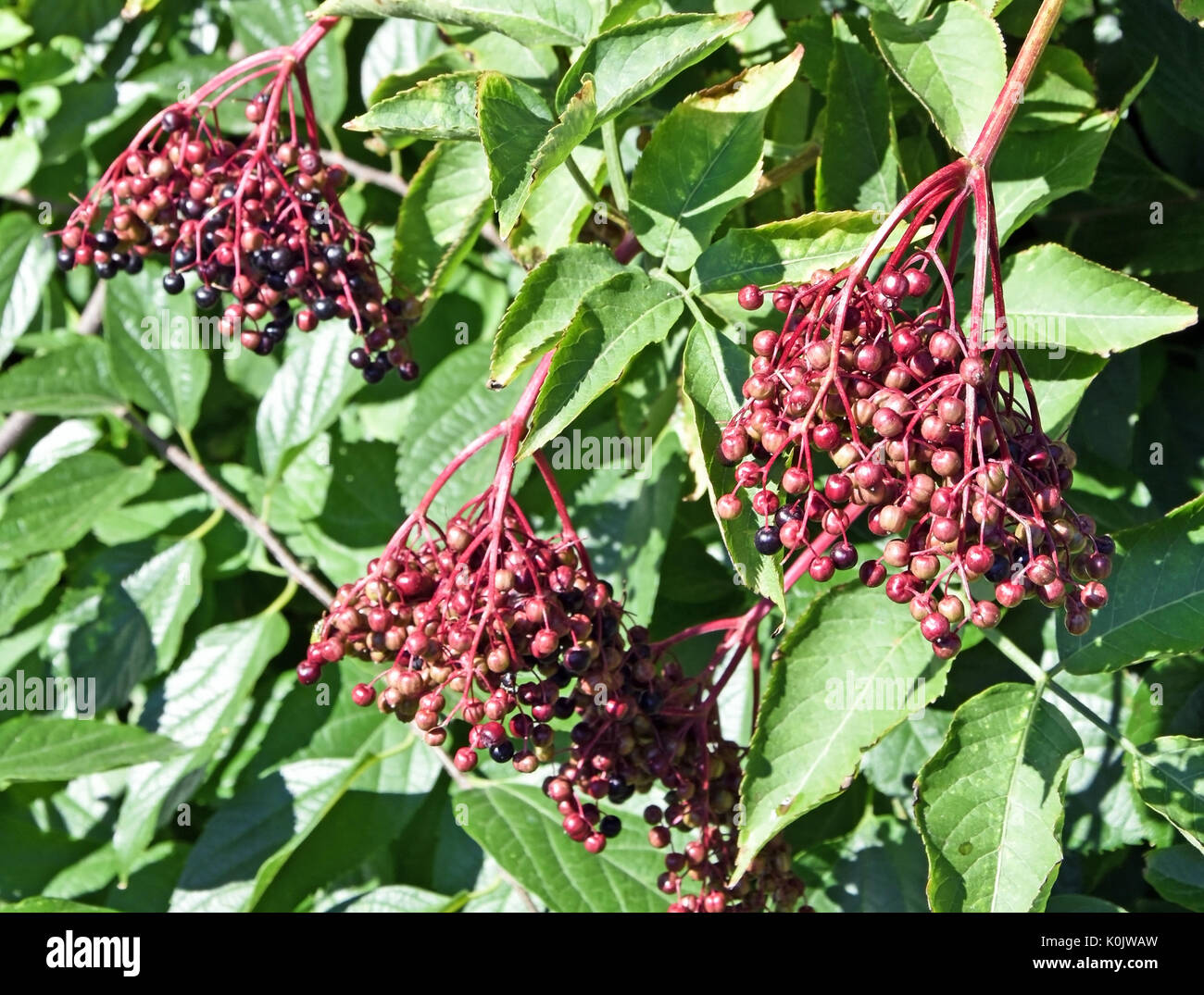 Bacche nel cespuglio immagini e fotografie stock ad alta risoluzione ...