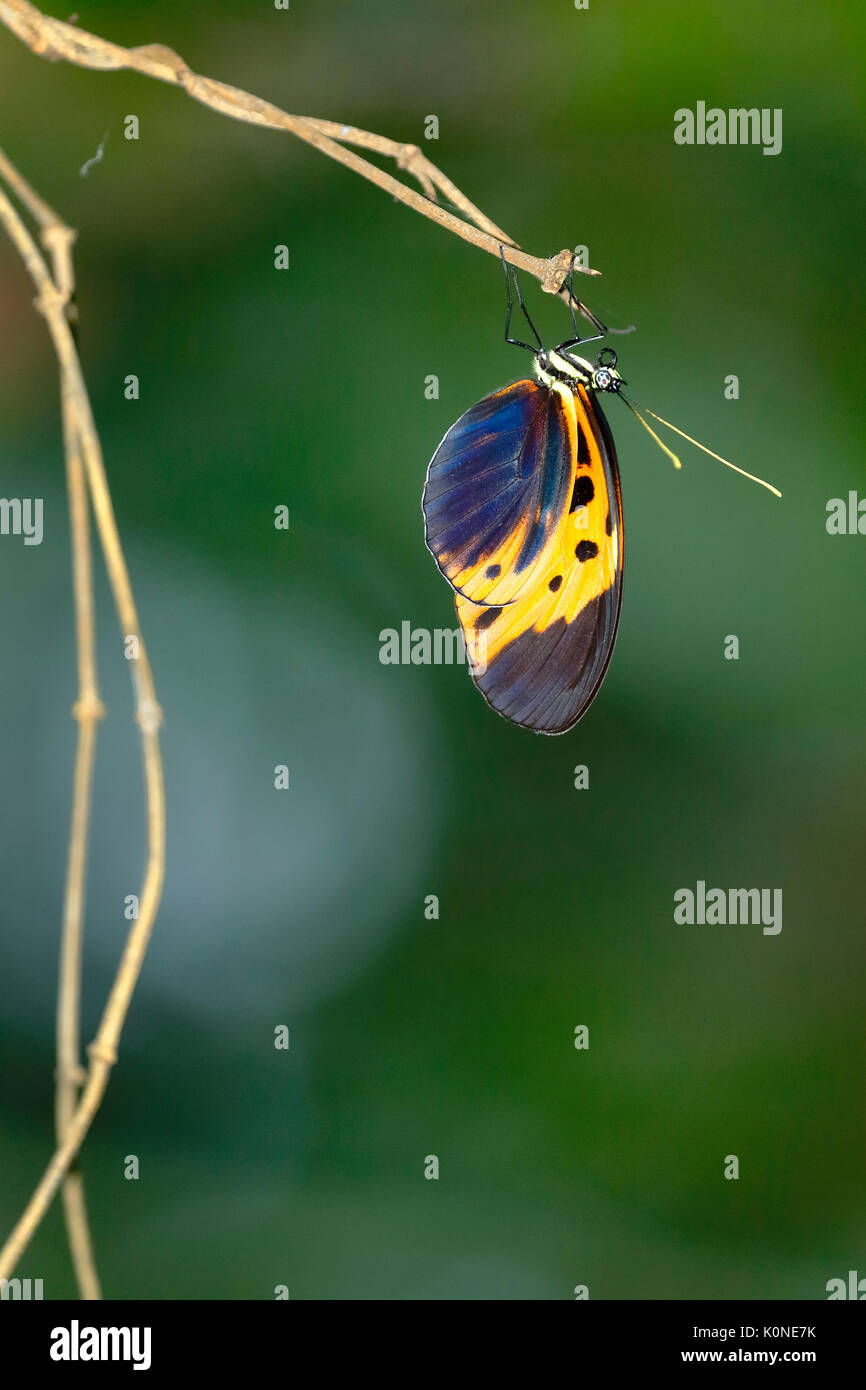 Numata longwing immagini e fotografie stock ad alta risoluzione - Alamy