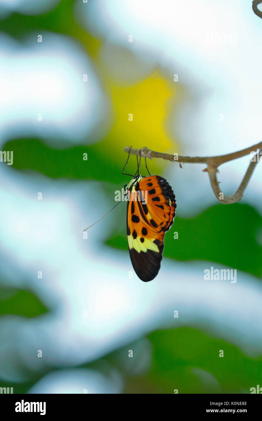 Numata longwing immagini e fotografie stock ad alta risoluzione - Alamy