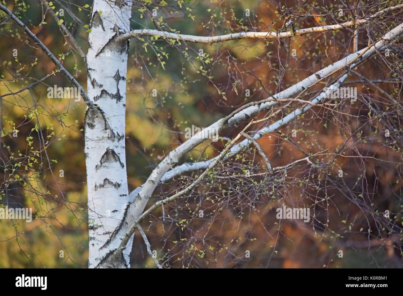 Betula pendula corteccia dettaglio immagini e fotografie stock ad alta ...