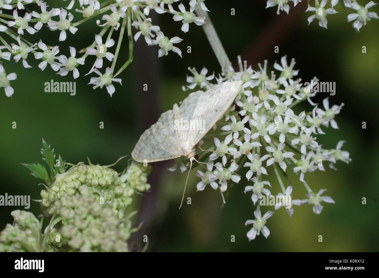 Piccola falena bianca immagini e fotografie stock ad alta risoluzione ...
