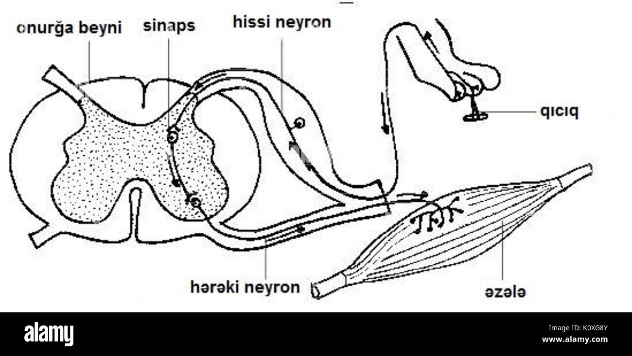 Fisiologia e anatomia Foto e Immagini Stock in Bianco e Nero - Alamy