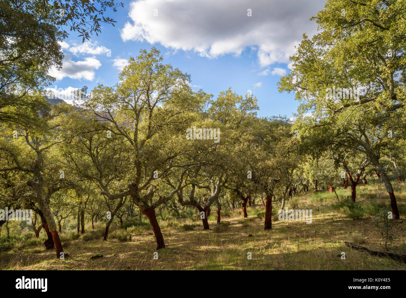 Foresta di quercus suber immagini e fotografie stock ad alta ...