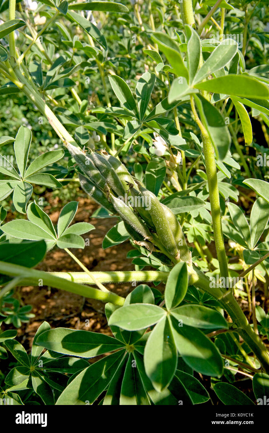 Pianta di lupini immagini e fotografie stock ad alta risoluzione - Alamy