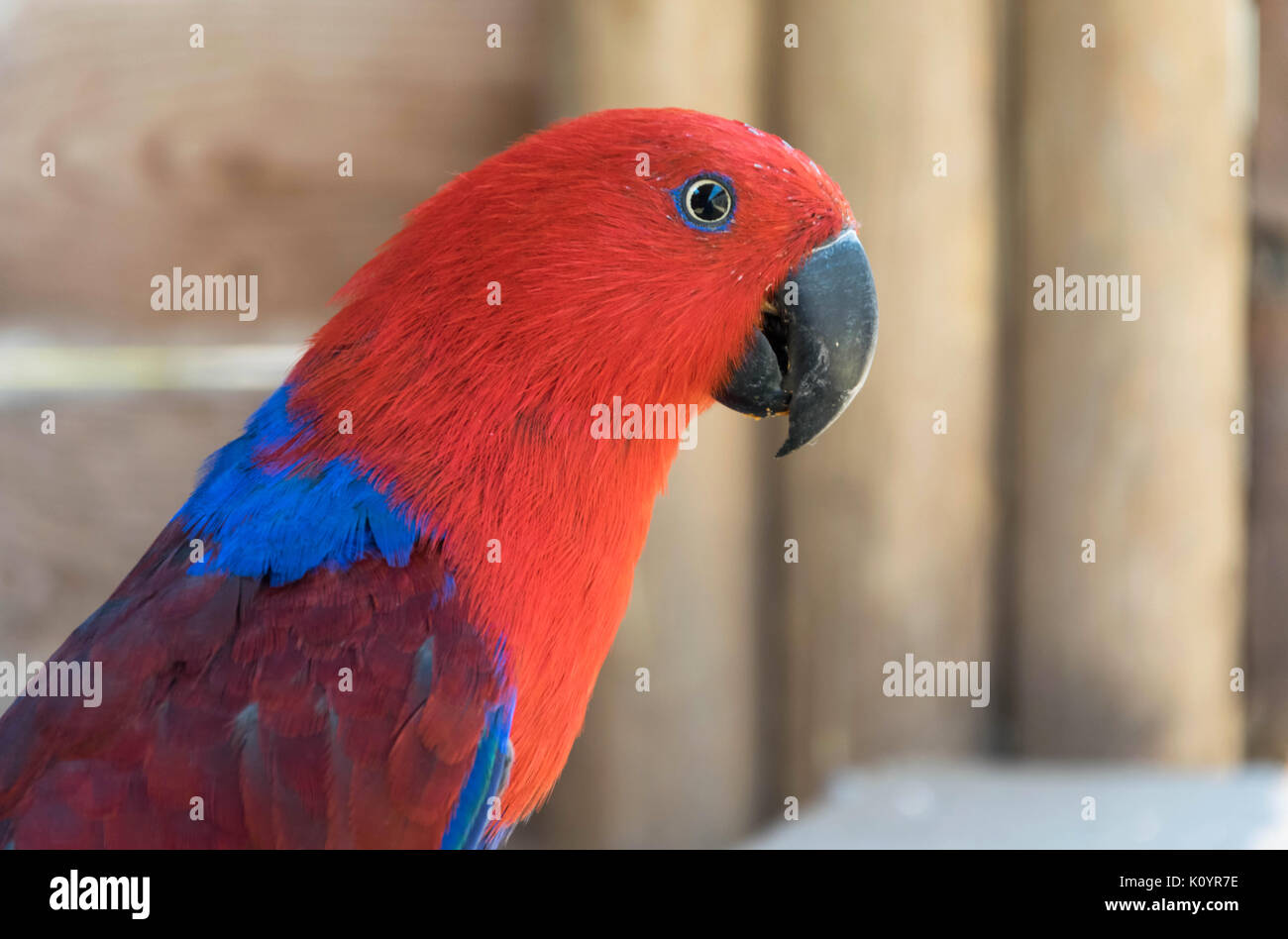 Pappagallo dai colori vivaci immagini e fotografie stock ad alta ...