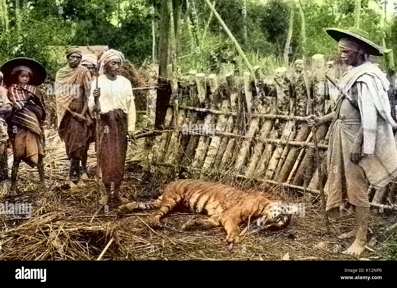 Tiger morto, ucciso da abitanti di un villaggio che ha catturato la ...