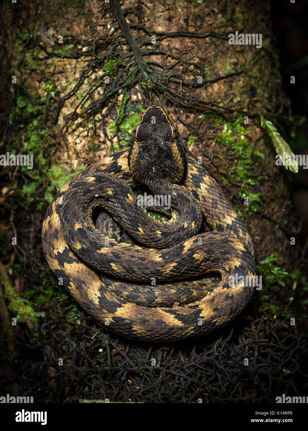 Serpiente venenosa Immagini e Fotos Stock - Alamy