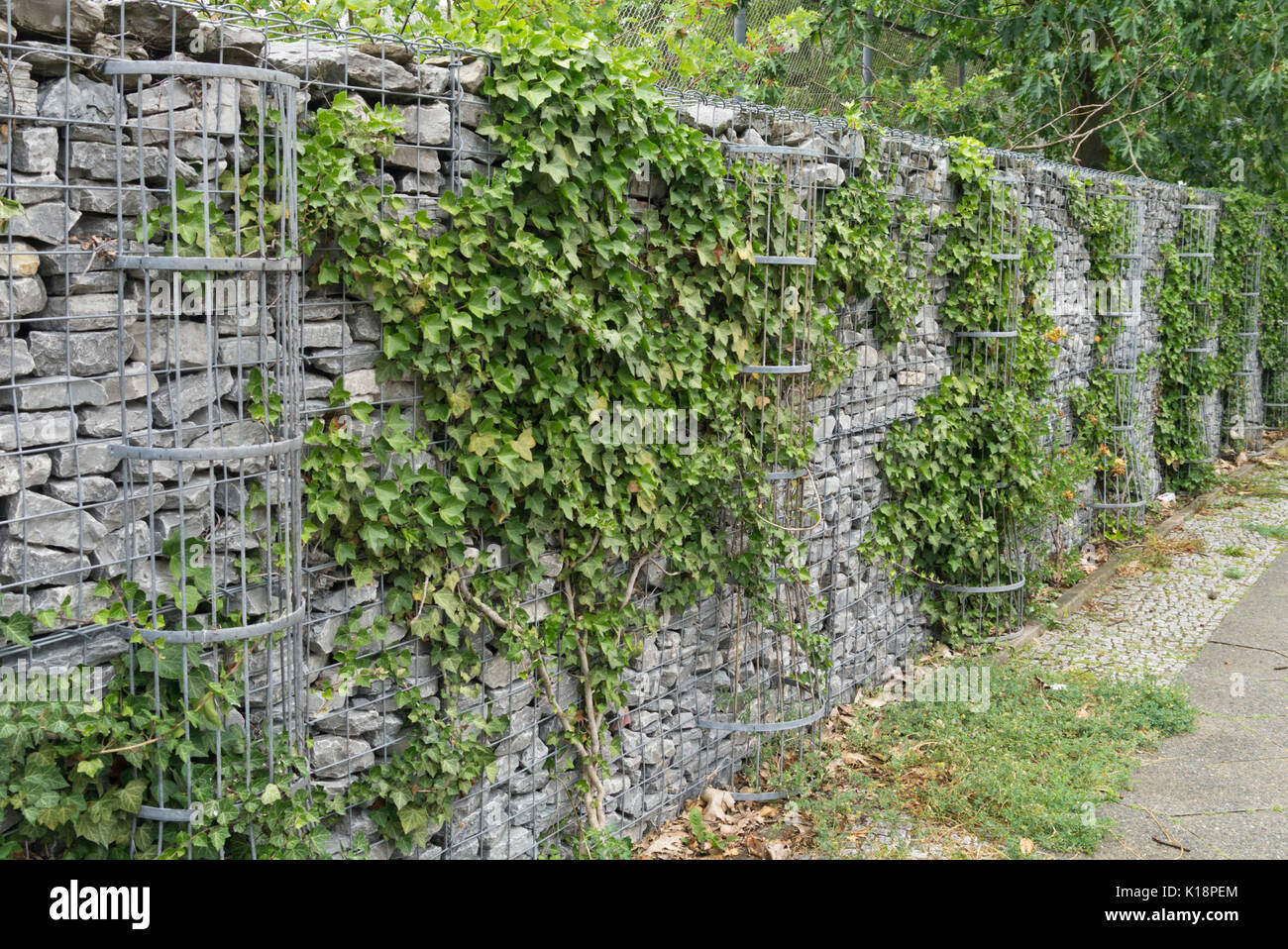 Edera comune (Hedera helix) su un muro di pietra Foto stock - Alamy