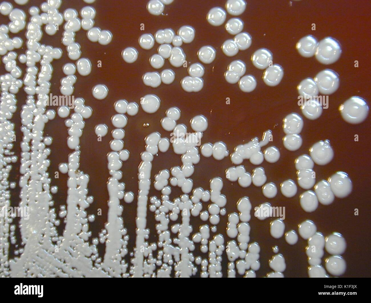 Sheep blood agar immagini e fotografie stock ad alta risoluzione - Alamy