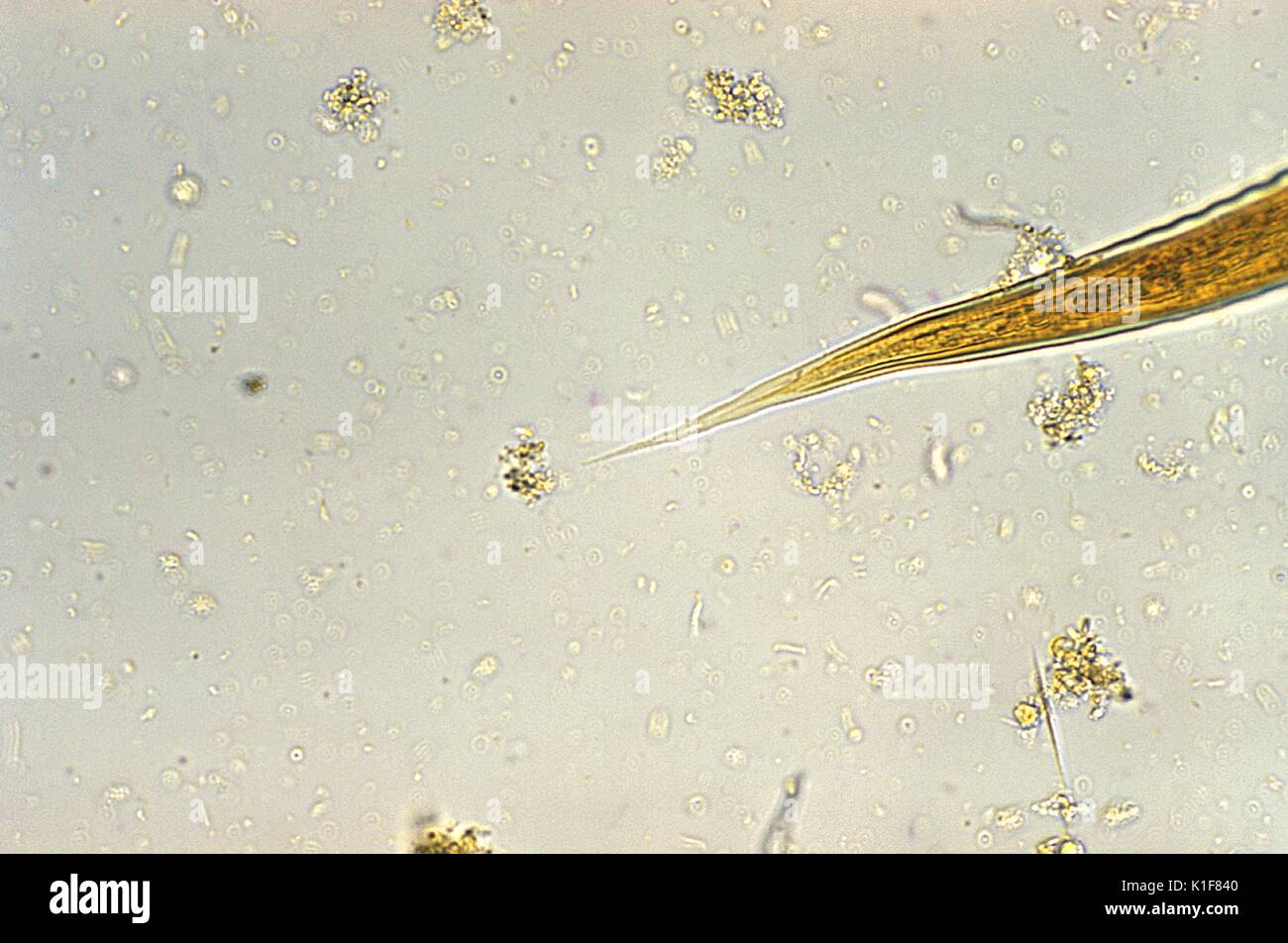 Fine caudale immagini e fotografie stock ad alta risoluzione - Alamy