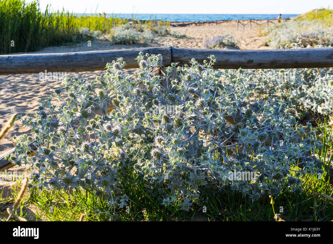 Macchia mediterranea immagini e fotografie stock ad alta risoluzione ...