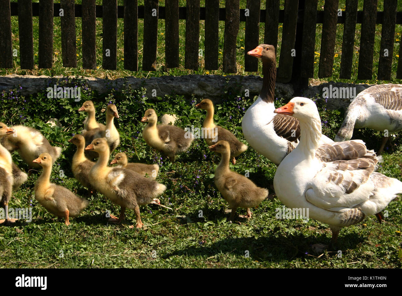 Uccelli uccello oca oca gander immagini e fotografie stock ad alta ...