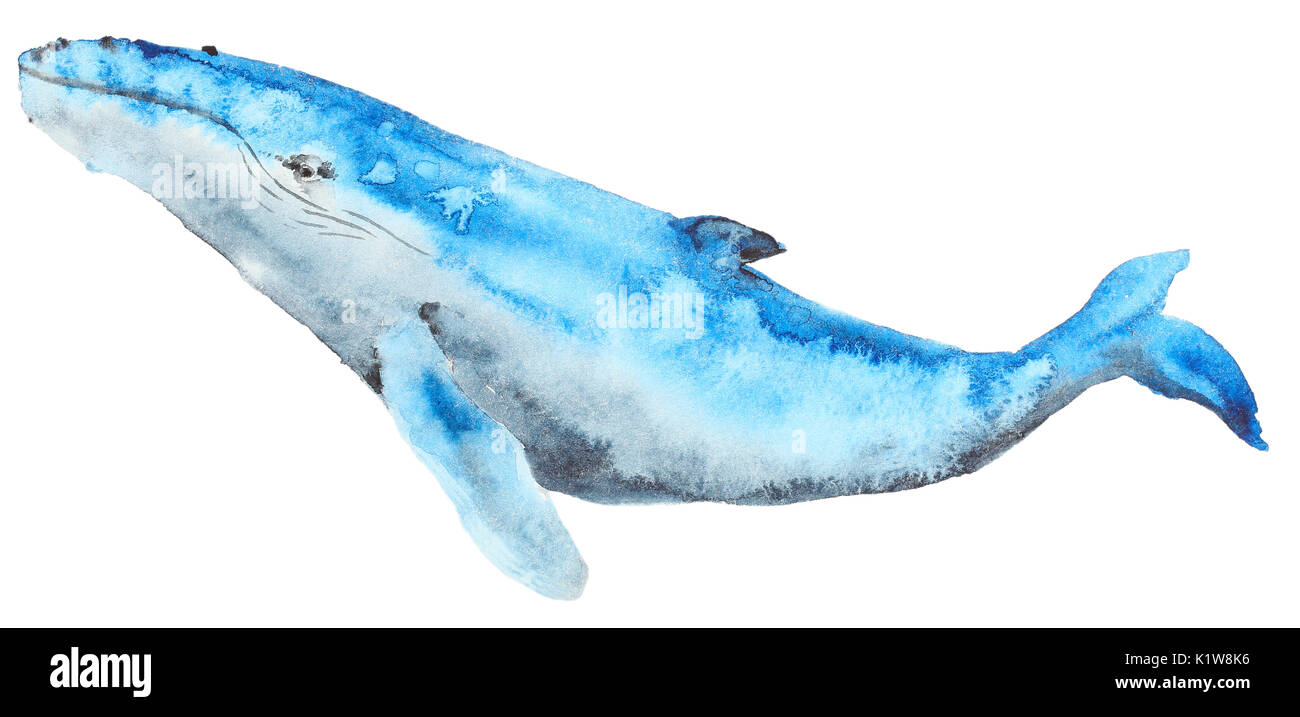 Acquerello di balena immagini e fotografie stock ad alta risoluzione ...