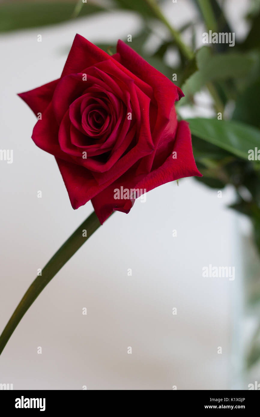 Gambo lungo rosa rossa immagini e fotografie stock ad alta risoluzione ...