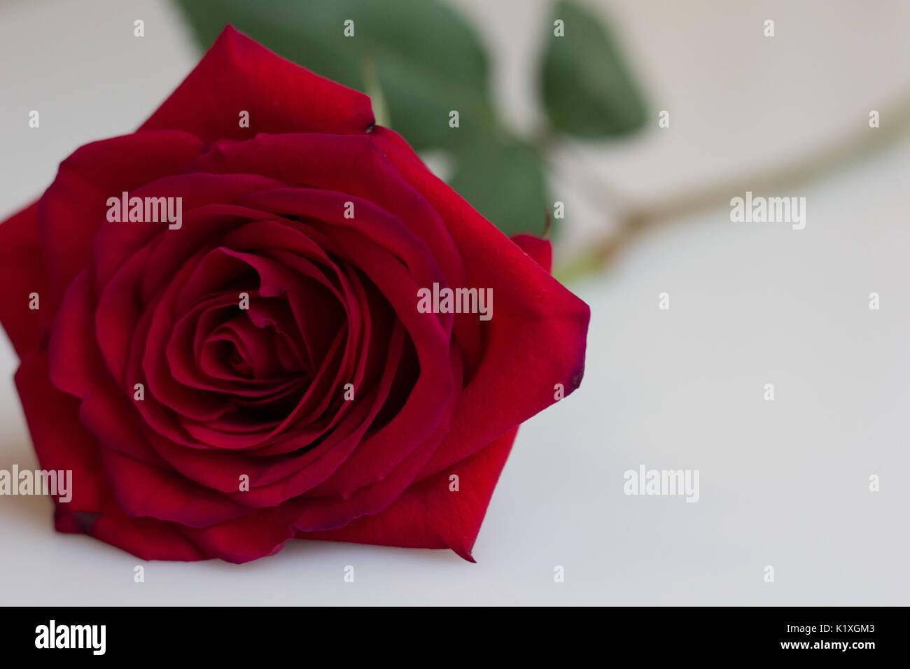 Gambo lungo rosa rossa immagini e fotografie stock ad alta risoluzione ...